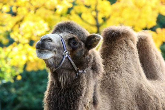 「Tylopoda」の写真素材 | 199件の無料イラスト画像 | Adobe Stock