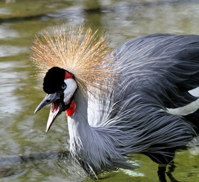 รูปภาพ"Kranich – เลือกดูภาพถ่ายสต็อก เวกเตอร์ และวิดีโอ7,707 | Adobe Stock