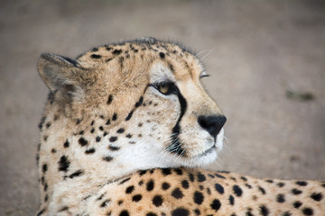 Cheetah photos, royalty-free images, graphics, vectors & videos | Adobe ...
