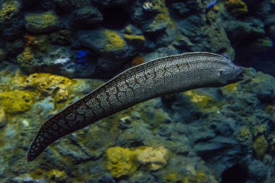 Murena Images – Browse 437 Stock Photos, Vectors, and Video | Adobe Stock