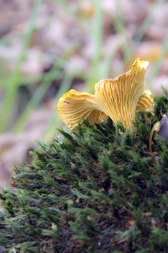 Finferlo Bilder – Durchsuchen 123 Archivfotos, Vektorgrafiken und ...