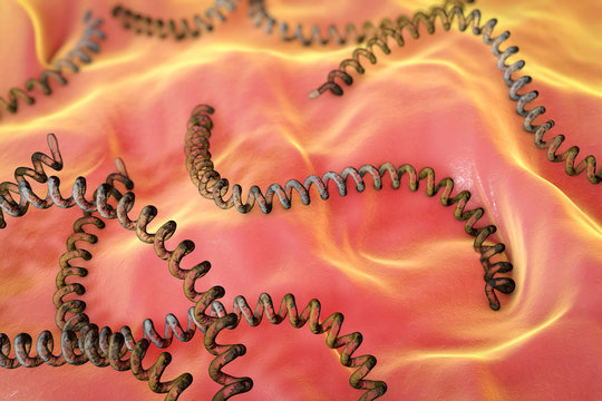 รูปภาพLeptospira – เลือกดูภาพถ่ายสต็อก เวกเตอร์ และวิดีโอ116 | Adobe Stock