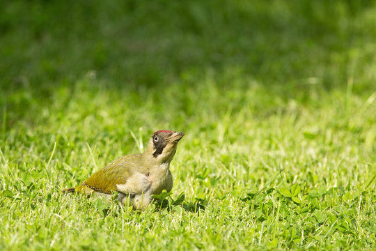 Erdspecht Bilder – Durchsuchen 150 Archivfotos, Vektorgrafiken und ...
