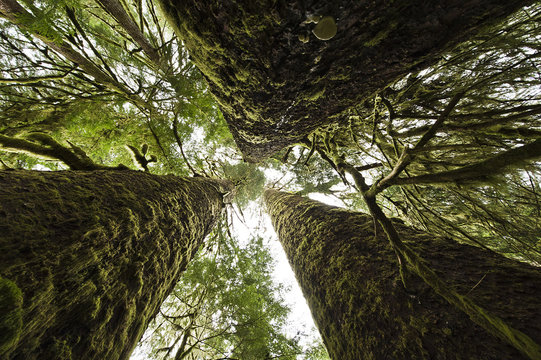 รูปภาพTrees – เลือกดูภาพถ่ายสต็อก เวกเตอร์ และวิดีโอ38,332,022 | Adobe ...