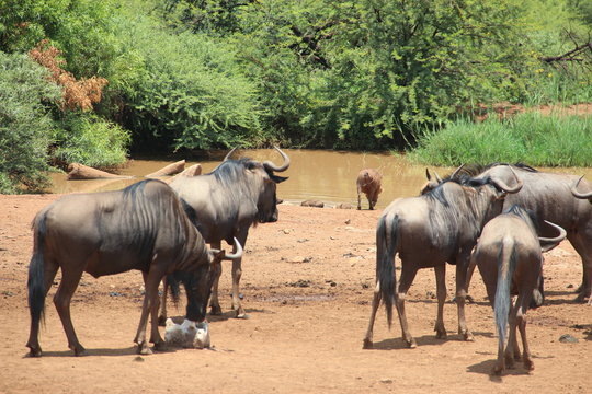 「Wildebees」の写真素材 | 118件の無料イラスト画像 | Adobe Stock