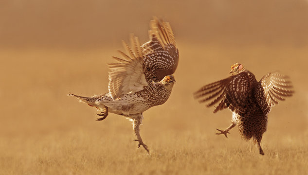 "Sharp-Tailed Grouse"-Bilder: Stock-Fotos & -Videos. | Adobe Stock