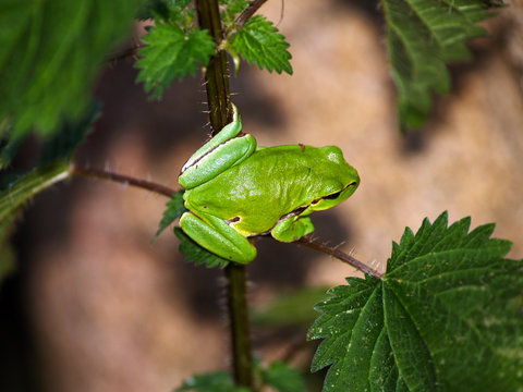 รูปภาพ"Sapo – เลือกดูภาพถ่ายสต็อก เวกเตอร์ และวิดีโอ2,611 | Adobe Stock
