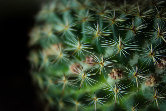 Imágenes de Captus: descubre bancos de fotos, ilustraciones, vectores y ...