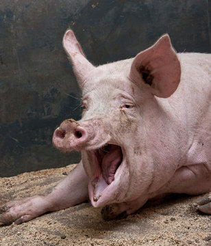 Varken Bilder – Durchsuchen 74 Archivfotos, Vektorgrafiken und Videos ...