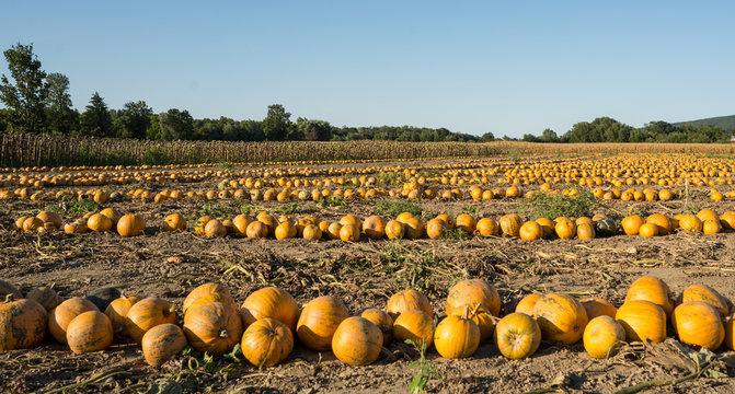 รูปภาพReihen – เลือกดูภาพถ่ายสต็อก เวกเตอร์ และวิดีโอ7,886 | Adobe Stock
