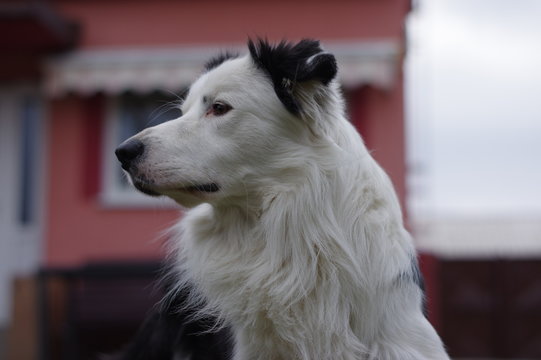 Colie Bilder – Durchsuchen 308 Archivfotos, Vektorgrafiken und Videos ...