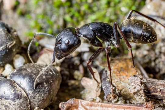 "Soldier Ant"-Bilder: Stock-Fotos & -Videos. | Adobe Stock