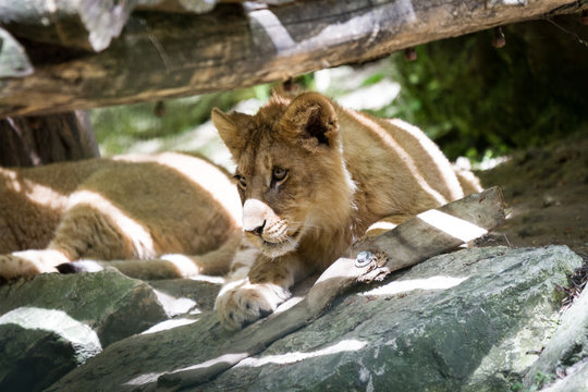 รูปภาพSimba – เลือกดูภาพถ่ายสต็อก เวกเตอร์ และวิดีโอ1,990 | Adobe Stock