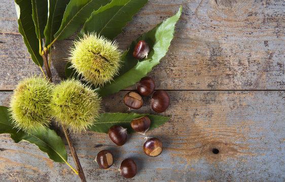 รูปภาพMarroni – เลือกดูภาพถ่ายสต็อก เวกเตอร์ และวิดีโอ2,552 | Adobe Stock