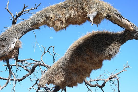「Acacieae」の画像 - 776 件の Stock 写真、ベクターおよびビデオ | Adobe Stock