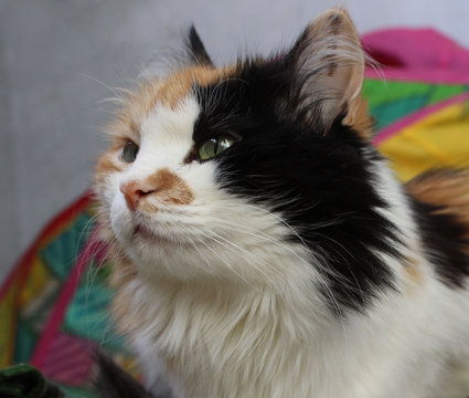 Lapjeskat bilder – Bläddra bland 22 stockfoton, vektorer och videor ...