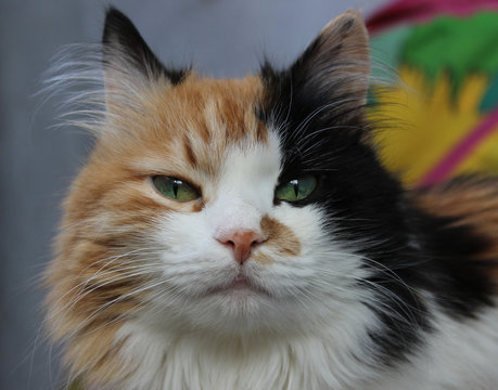 Lapjeskat bilder – Bläddra bland 22 stockfoton, vektorer och videor ...