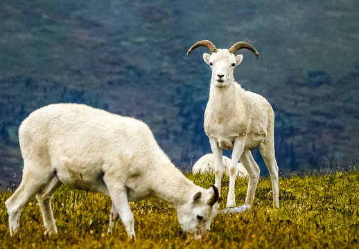 รูปภาพ"Dall Sheep" – เลือกดูภาพถ่ายสต็อก เวกเตอร์ และวิดีโอ9,727 ...