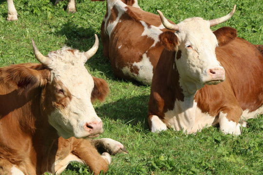 รูปภาพKuh-Fell – เลือกดูภาพถ่ายสต็อก เวกเตอร์ และวิดีโอ4 | Adobe Stock