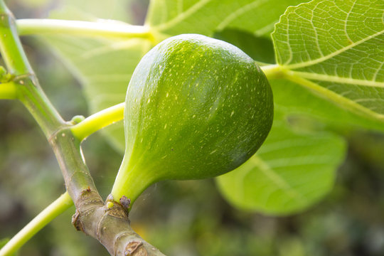 "Pianta " Bilder – Durchsuchen 50,829 Archivfotos, Vektorgrafiken und ...