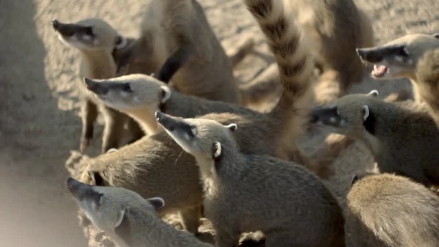 รูปภาพNosuh – เลือกดูภาพถ่ายสต็อก เวกเตอร์ และวิดีโอ25 | Adobe Stock