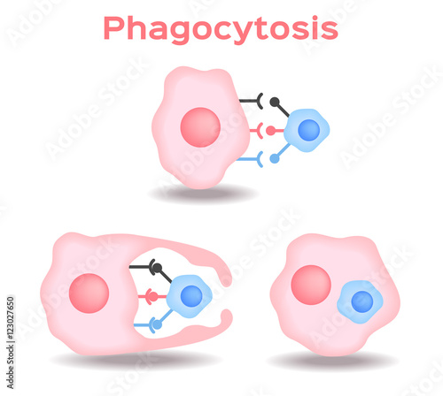 "Phagocytosis in three steps. Human immune system vector . Pink ...