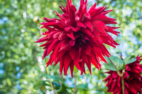 Flory Bilder – Durchsuchen 316 Archivfotos, Vektorgrafiken und Videos ...