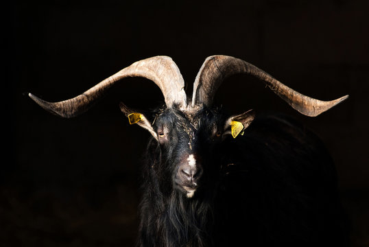 Bouc Images – Browse 1,698 Stock Photos, Vectors, and Video | Adobe Stock