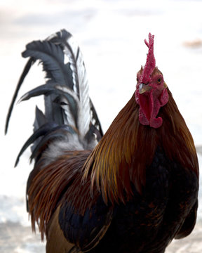 รูปภาพRoster – เลือกดูภาพถ่ายสต็อก เวกเตอร์ และวิดีโอ9,555 | Adobe Stock