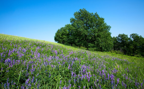 「Oakling」の写真素材 | 42件の無料イラスト画像 | Adobe Stock