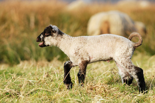 Mecker Bilder – Durchsuchen 3,225 Archivfotos, Vektorgrafiken und ...