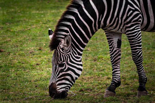 Zibra Images – Browse 59 Stock Photos, Vectors, and Video | Adobe Stock