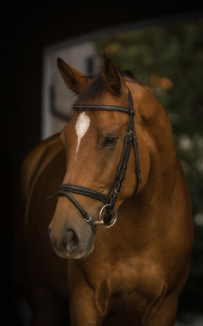 Springpferde Bilder – Durchsuchen 981 Archivfotos, Vektorgrafiken und ...