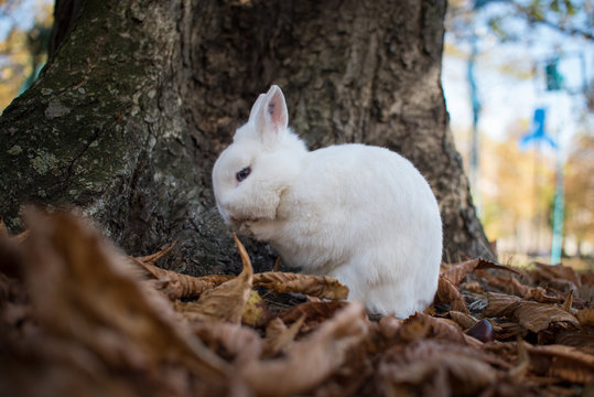 「Lapineau」の写真素材 | 10件の無料イラスト画像 | Adobe Stock