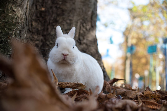 「Lapineau」の写真素材 | 10件の無料イラスト画像 | Adobe Stock