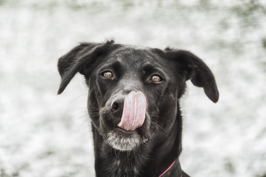 Black Lab Mix