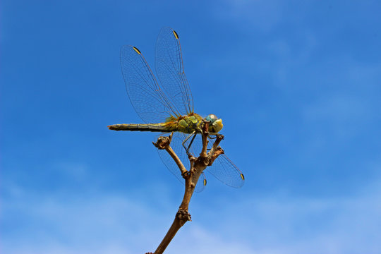 รูปภาพPaleoptera – เลือกดูภาพถ่ายสต็อก เวกเตอร์ และวิดีโอ136 | Adobe Stock