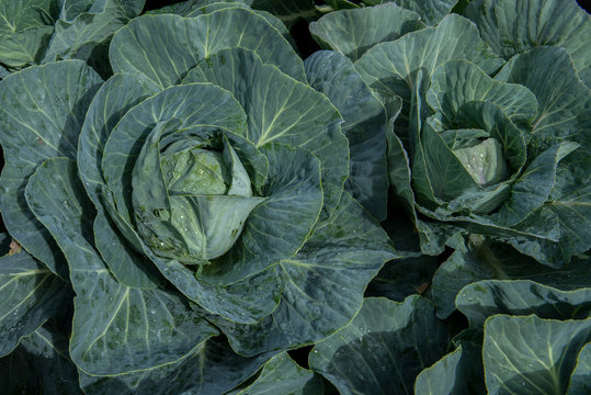 "Cabbage Patch" Images – Browse 326 Stock Photos, Vectors, and Video ...