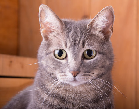 รูปภาพTabby – เลือกดูภาพถ่ายสต็อก เวกเตอร์ และวิดีโอ531,014 | Adobe Stock