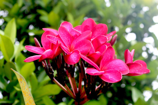 Kemboja Images – Browse 51 Stock Photos, Vectors, and Video | Adobe Stock