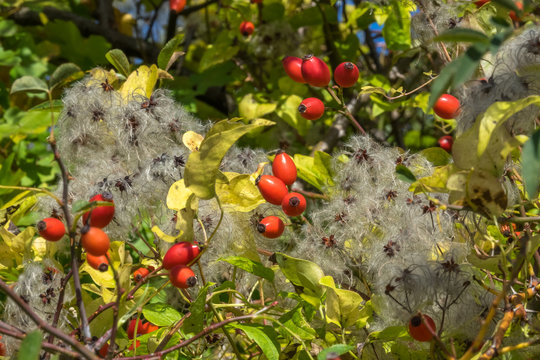 รูปภาพHiffen – เลือกดูภาพถ่ายสต็อก เวกเตอร์ และวิดีโอ326 | Adobe Stock