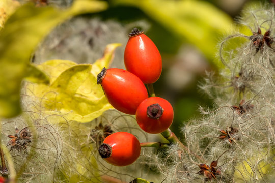 Obrázky Hiffen – procházejte fotografie, vektory a videa 326 | Adobe Stock