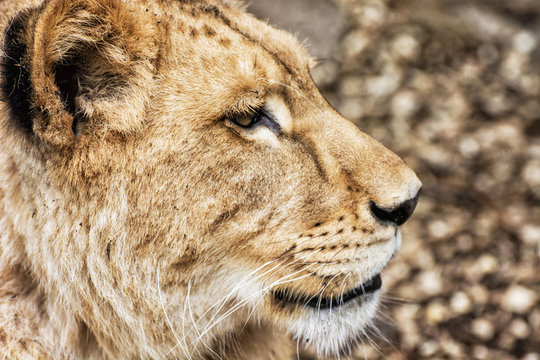 Lioness Side Profile
