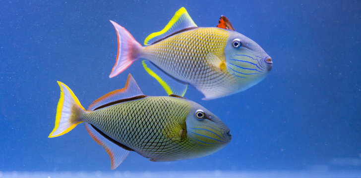 Free Fish Images – Browse 14,804 Free Stock Photos, Vectors, and Video ...