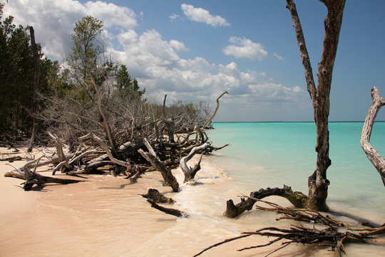 Jutía Bilder – Durchsuchen 200 Archivfotos, Vektorgrafiken und Videos ...