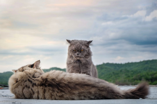"Cat Fight" Images – Browse 950 Stock Photos, Vectors, and Video ...