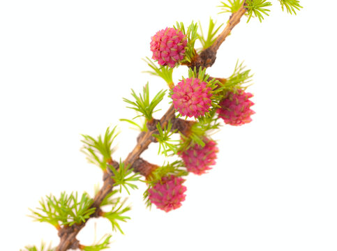 รูปภาพ"Larch – เลือกดูภาพถ่ายสต็อก เวกเตอร์ และวิดีโอ102,144 | Adobe Stock