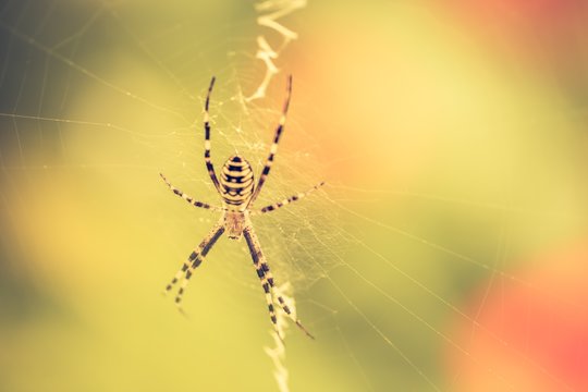 "Tiger Spider" Billeder – Gennemse 965 stockfotos, vektorer og videoer ...