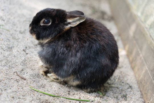 Hasengehege Bilder – Durchsuchen 330 Archivfotos, Vektorgrafiken und ...