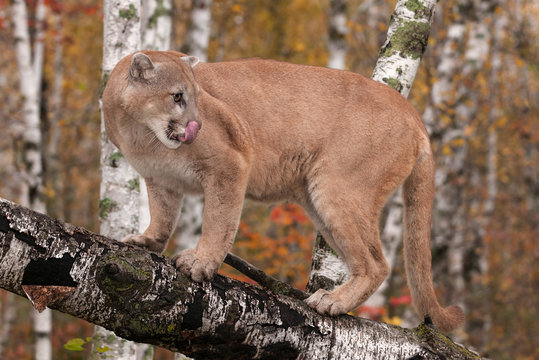 Puma-Concolor Images – Browse 41 Stock Photos, Vectors, and Video ...